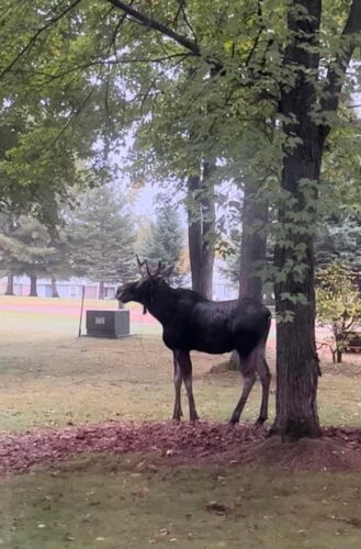 Moose on the loose | News, Sports, Jobs - The Mining Journal